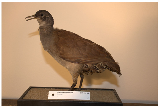 Tinamiphilopsis temmincki sp. n., a New Quill Mite Species from Tataupa ...