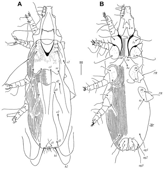 Tinamiphilopsis temmincki sp. n., a New Quill Mite Species from Tataupa ...