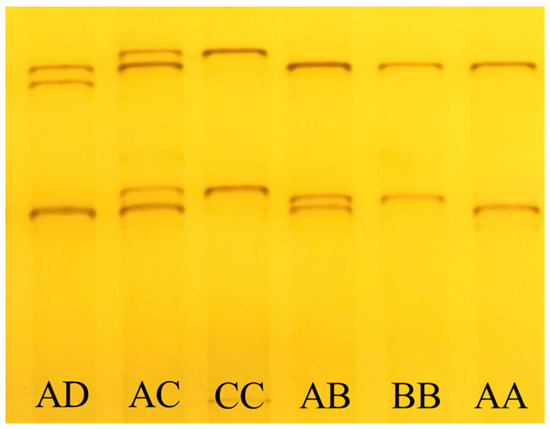 Identification of the Keratin-Associated Protein 22-2 Gene in the Capra ...