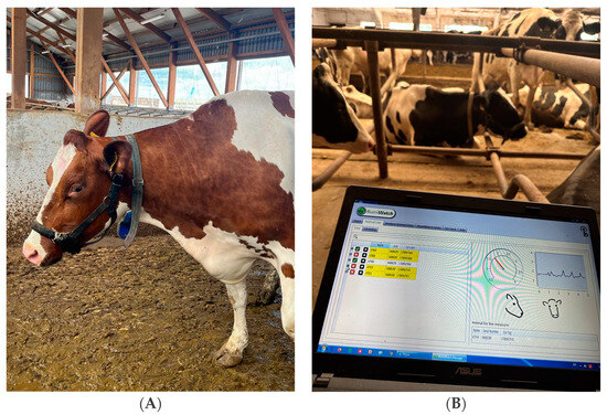 Assessment of Ruminating, Eating, and Locomotion Behavior during Heat Stress in Dairy Cattle by ...
