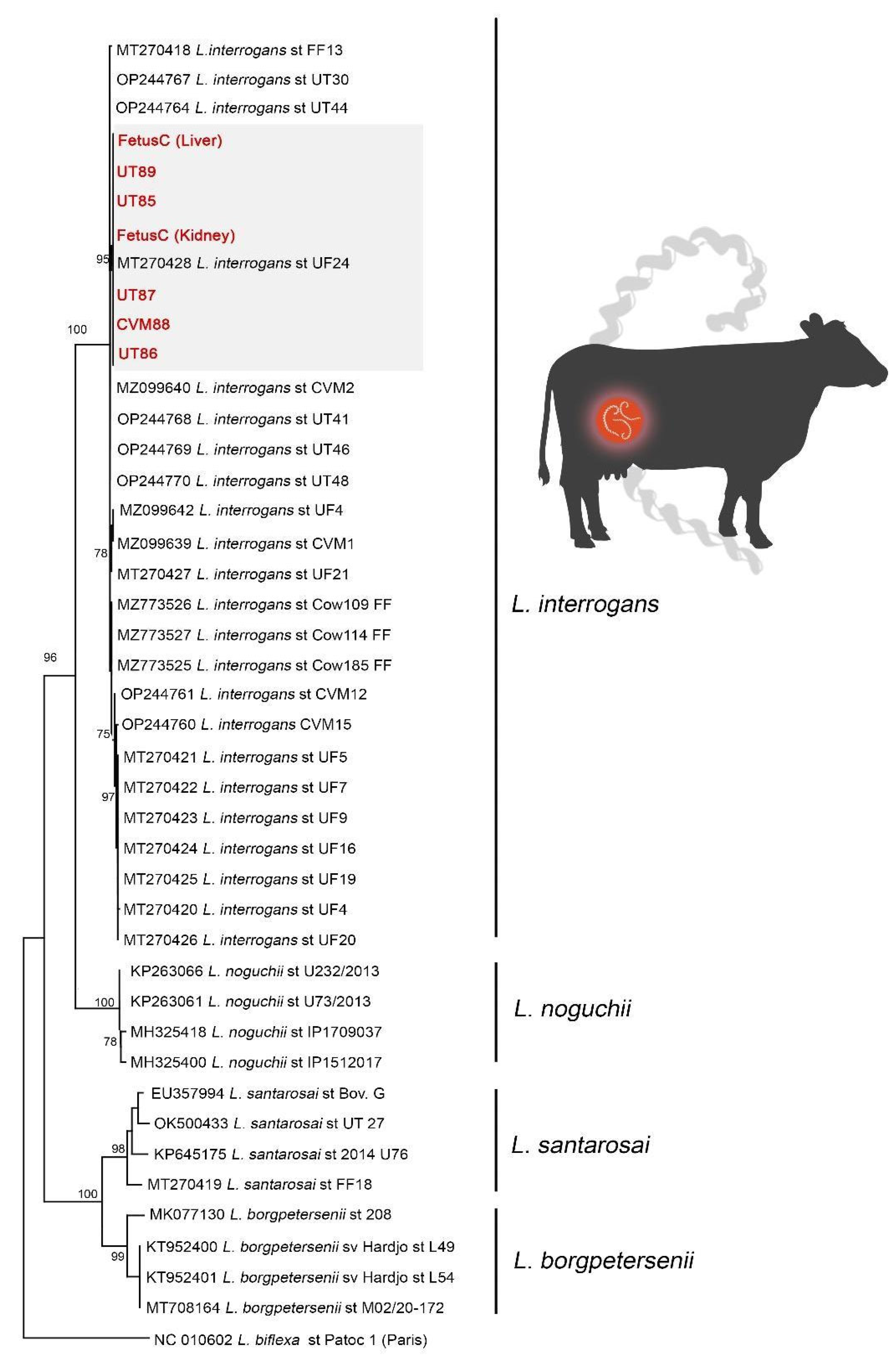 Unconventional Sites for Diagnosis of Leptospirosis in Bovine Anicteric ...