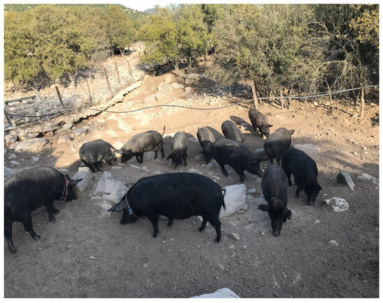 Animal Health and Productivity of Organic Greek Pig Farms: The Current ...