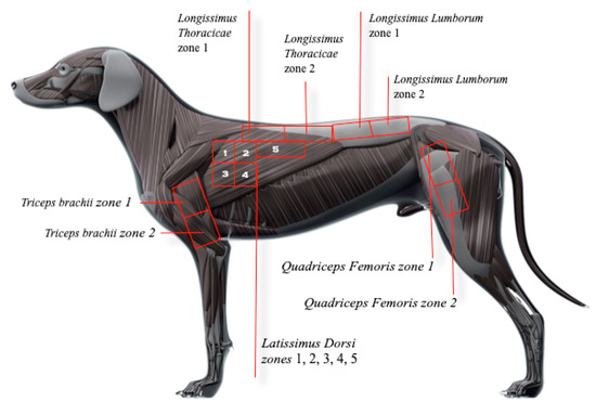 Location of Trigger Points in a Group of Police Working Dogs: A ...
