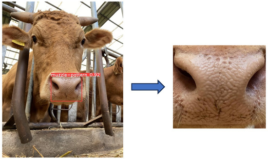 Animals | Free Full-Text | Identification of Individual Hanwoo Cattle by Muzzle Pattern Images ...