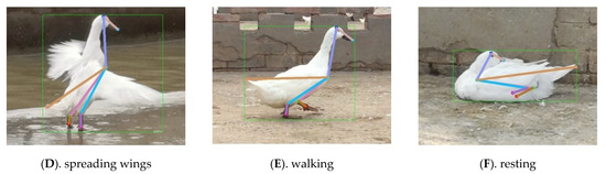 Pose Estimation and Behavior Classification of Jinling White Duck Based on Improved HRNet