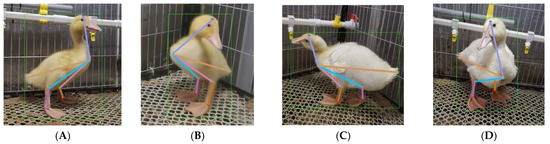 Pose Estimation and Behavior Classification of Jinling White Duck Based on Improved HRNet