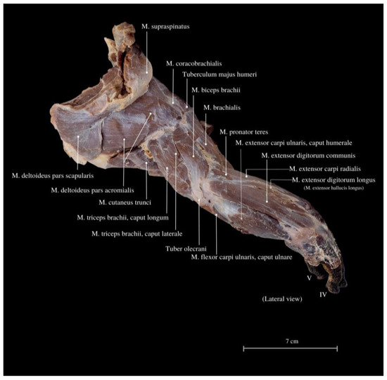 Functional Anatomy of the Thoracic Limb of the Komodo Dragon (Varanus ...