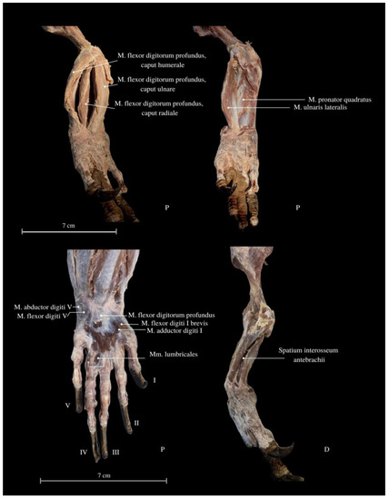 Functional Anatomy of the Thoracic Limb of the Komodo Dragon (Varanus ...