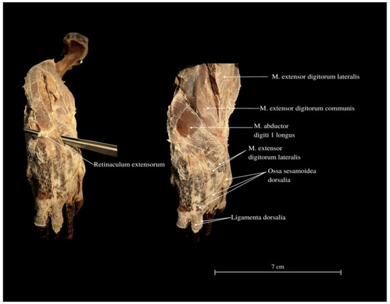 Functional Anatomy of the Thoracic Limb of the Komodo Dragon (Varanus ...