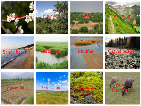 Animals | Free Full-Text | Bird Object Detection: Dataset Construction ...