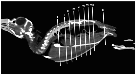 Animals | Free Full-Text | Cross-Sectional Anatomy and Computed ...