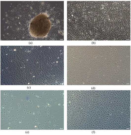 Establishment and Characterization of a Spermatogonial Stem Cell Line ...