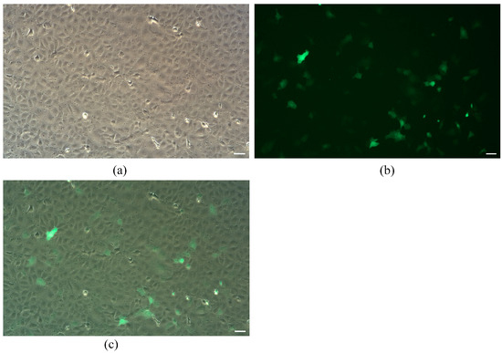 Establishment and Characterization of a Spermatogonial Stem Cell Line ...