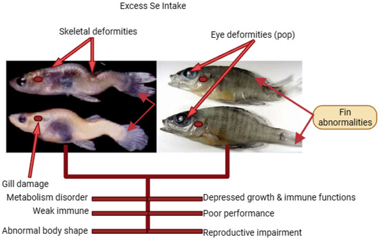 Effect of Dietary Selenium on the Growth and Immune Systems of Fish