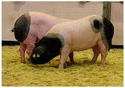 Animals | Free Full-Text | Genetic and Phenotypic Characteristics of ...