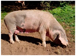 Animals | Free Full-Text | Genetic and Phenotypic Characteristics of ...