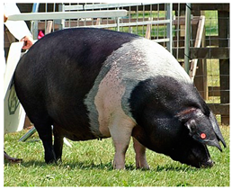 Genetic and Phenotypic Characteristics of Belted Pig Breeds: A Review