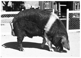 Genetic and Phenotypic Characteristics of Belted Pig Breeds: A Review