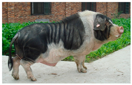 Genetic and Phenotypic Characteristics of Belted Pig Breeds: A Review