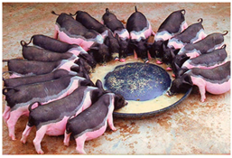 Animals | Free Full-Text | Genetic and Phenotypic Characteristics of ...