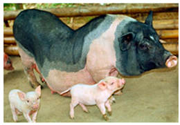 Animals | Free Full-Text | Genetic and Phenotypic Characteristics of ...