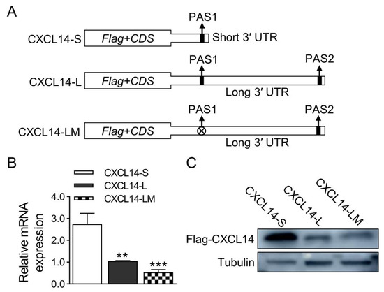 Bovine C-X-C Motif Chemokine Ligand 14 Expression Is Regulated by ...
