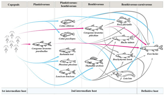 Metapopulation Structure of Two Species of Pikeworm (Triaenophorus, Cestoda) Parasitizing the ...