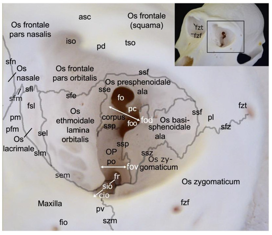Osteology of the Hamadryas Baboon (Papio hamadryas)