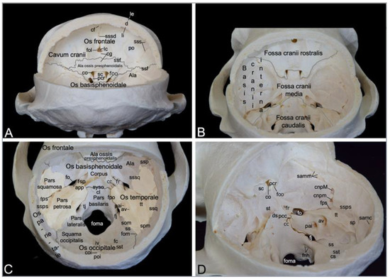 Osteology of the Hamadryas Baboon (Papio hamadryas)
