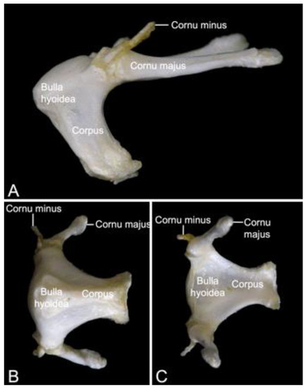 Osteology of the Hamadryas Baboon (Papio hamadryas)