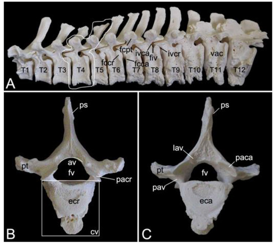 Osteology of the Hamadryas Baboon (Papio hamadryas)