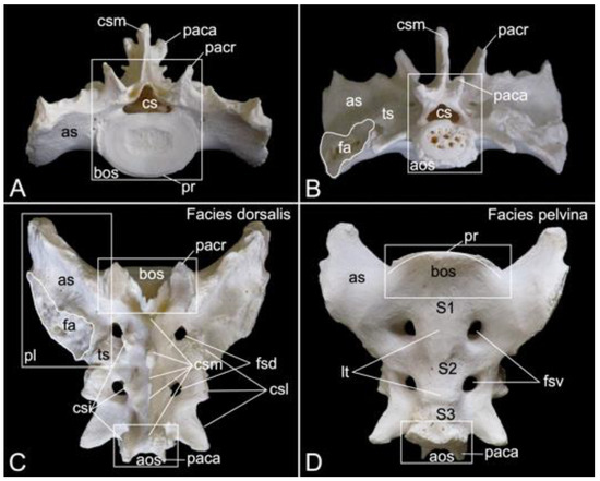 Osteology of the Hamadryas Baboon (Papio hamadryas)