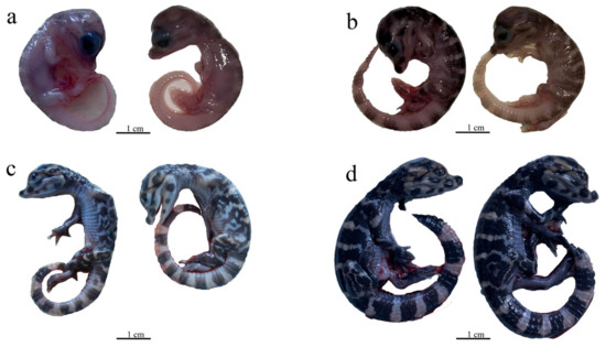 Candidate Regulatory Genes for Hindlimb Development in the Embryos of the Chinese Alligator ...