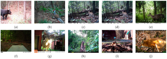 A Forest Wildlife Detection Algorithm Based on Improved YOLOv5s