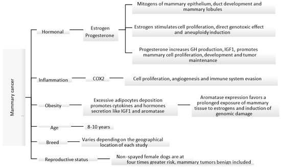 Canine Mammary Cancer: State of the Art and Future Perspectives
