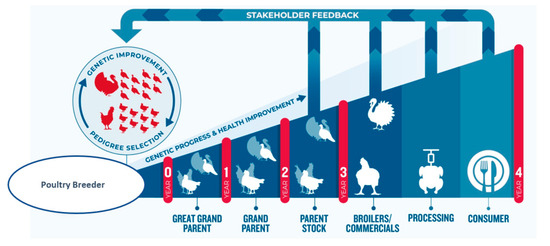Evolutions in Commercial Meat Poultry Breeding