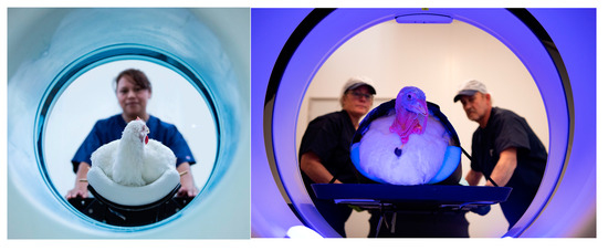 Evolutions in Commercial Meat Poultry Breeding