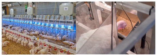 Evolutions in Commercial Meat Poultry Breeding
