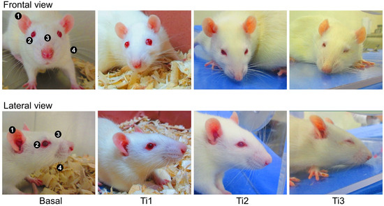 Rat Grimace Scale as a Method to Evaluate Animal Welfare, Nociception ...