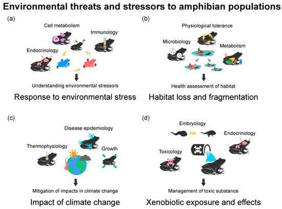 Current State of Conservation Physiology for Amphibians: Major Research ...