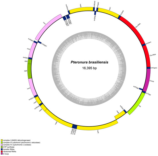 Analysis of the Complete Mitochondrial Genome of Pteronura brasiliensis ...