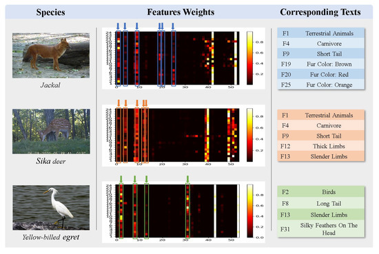 Monitoring Endangered and Rare Wildlife in the Field: A Foundation Deep ...