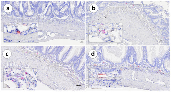 The Distribution of IgT mRNA+ Cells in the Gut of the Atlantic Salmon ...
