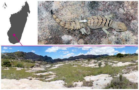 Spatial Ecology of an Arboreal Iguana (Oplurus cyclurus) in a Treeless ...