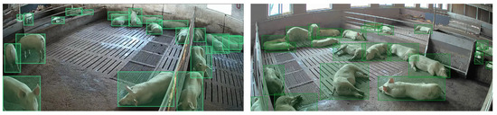 YOLOv5-SA-FC: A Novel Pig Detection and Counting Method Based on Shuffle Attention and Focal ...