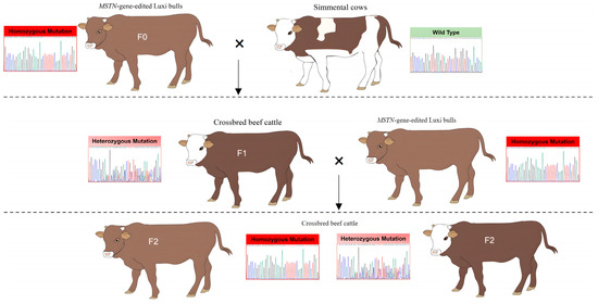Animals | Free Full-Text | Effects of Different Generations and Sex on Physiological ...