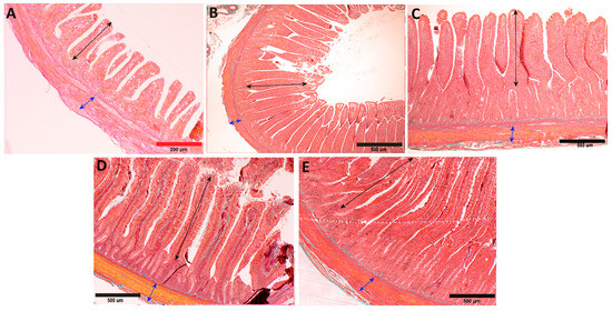 Morphometric Analysis of Developmental Alterations in the Small ...