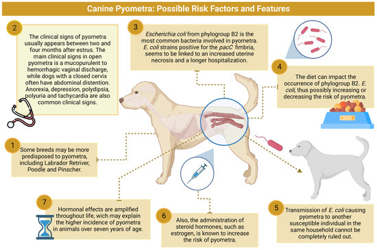 Canine Pyometra: A Short Review of Current Advances