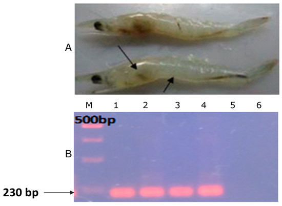 Growth Performance and Disease Resistance against Vibrio ...