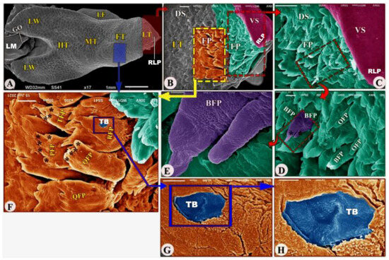Tongue of the Egyptian Endemic Bridled Skink (Heremites vittatus ...